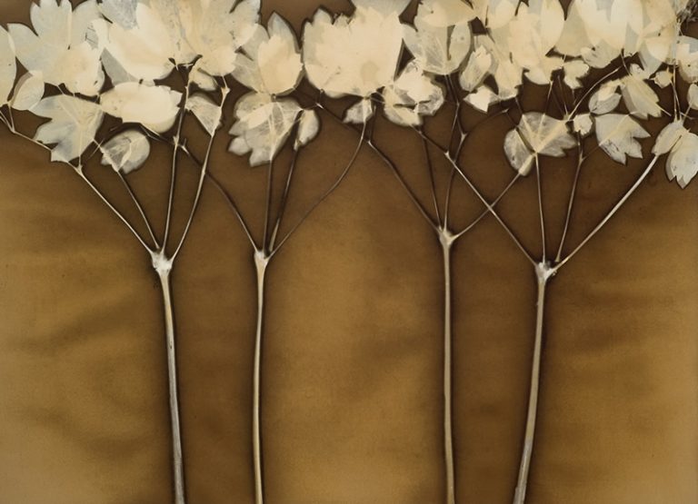 Blue Cohosh – New York